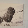 Custom Bison Print Set of 3 Western Prints Bison (Download Now) - Etsy