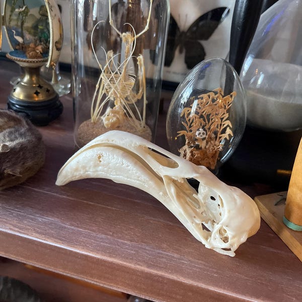 Puma or Mountain Lion Skull Replica (museum Quality) - Etsy