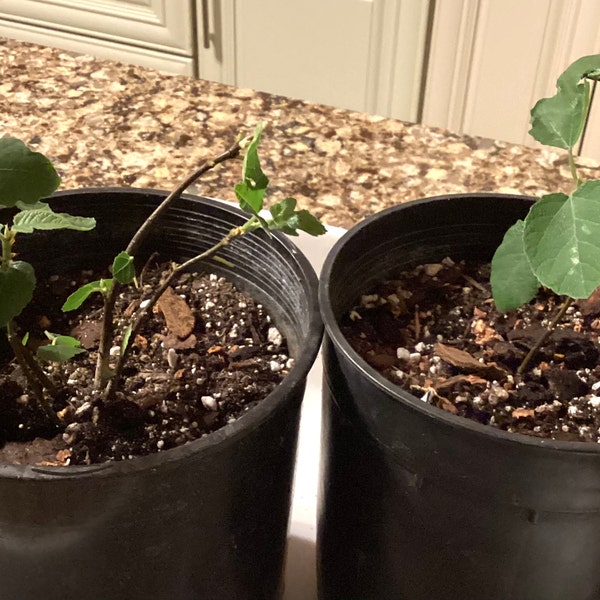 Fignomenal Fig Tree 6 to 8 Inch Dwarf Fig Tree "ficus Carica" Live ...