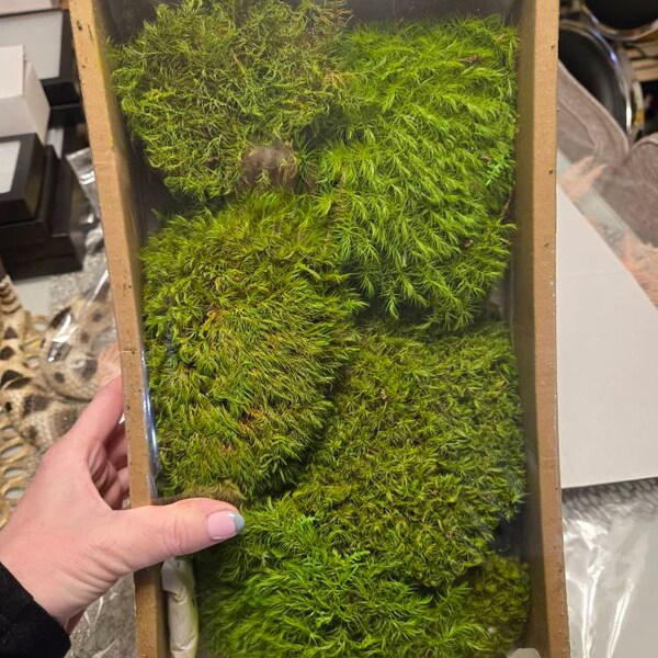 Forest / Flat Moss | Natural Green | Premium Preserved Carpet Moss ...