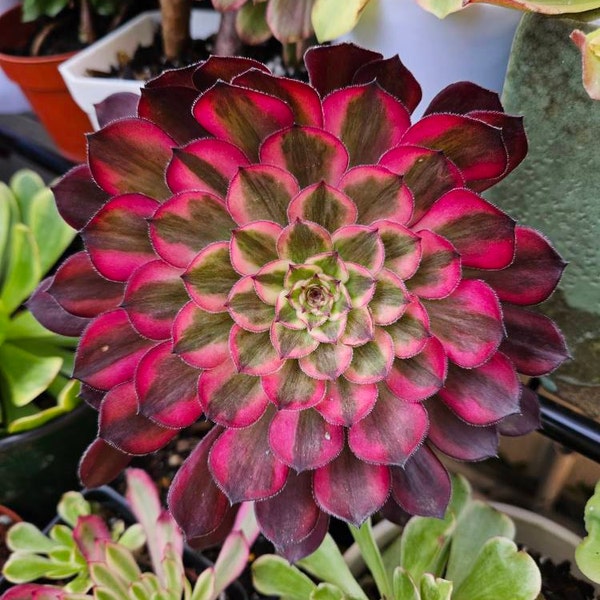 Aeonium Phantom. Rare Succulents. Variegated Aeonium. Holiday Gift for ...