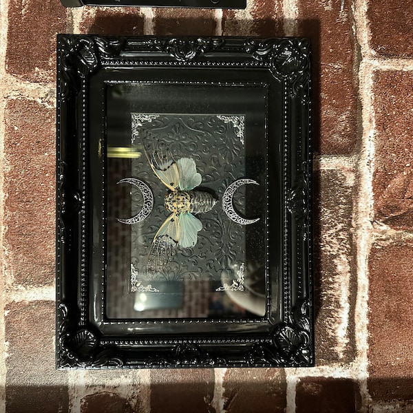 PREORDER Actias Luna (luna Moth) in Gothic Tarot Frame 3D Deep Shadow ...