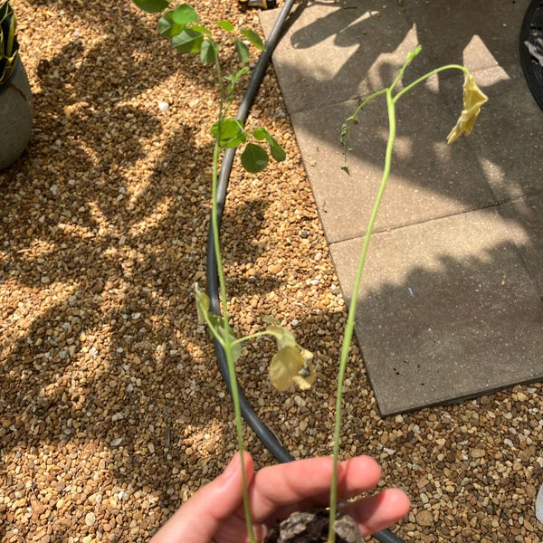 Moringa Oleifera Seeds Drumstick Seeds Malunggay Seeds Miracle Tree ...