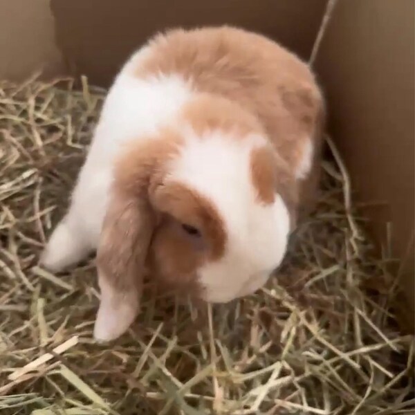 Premium Canadian Timothy Hay Baby Bale | High-fibre Foraging for ...