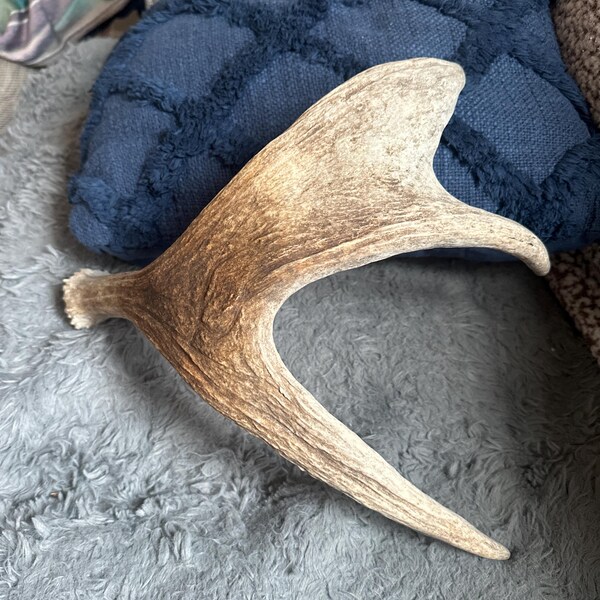 Elk Antler Stack - 11 High Character Naturally Shed Antlers, Ideal for ...