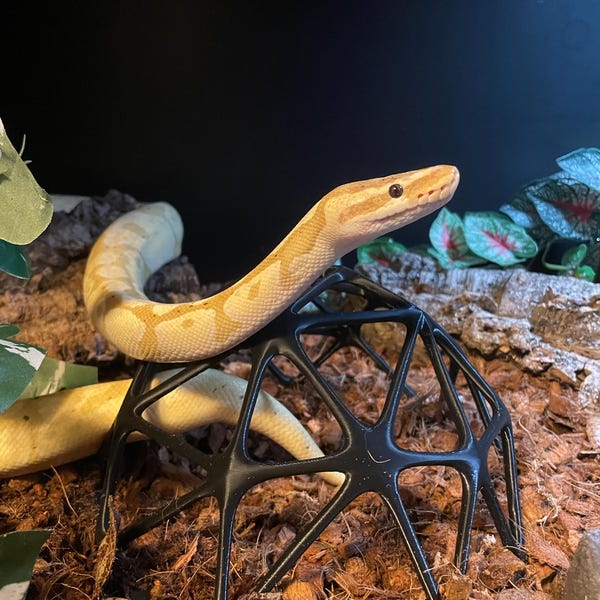 Reptile Jungle Gym/snake Climber/chameleon Climber/reptile Enrichment ...