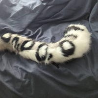 Realistic Faux Fur White Gray Snow Leopard Ear and Tail Set Anime ...