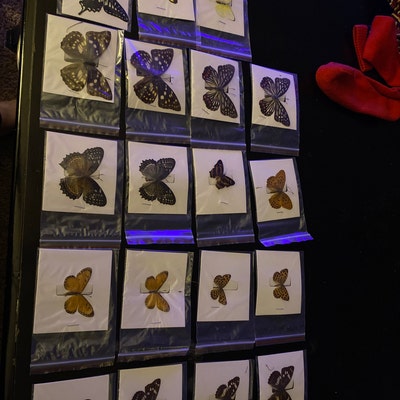 5-100PCS Real Butterfly Specimen Taxidermy Insect Butterflies Decor ...