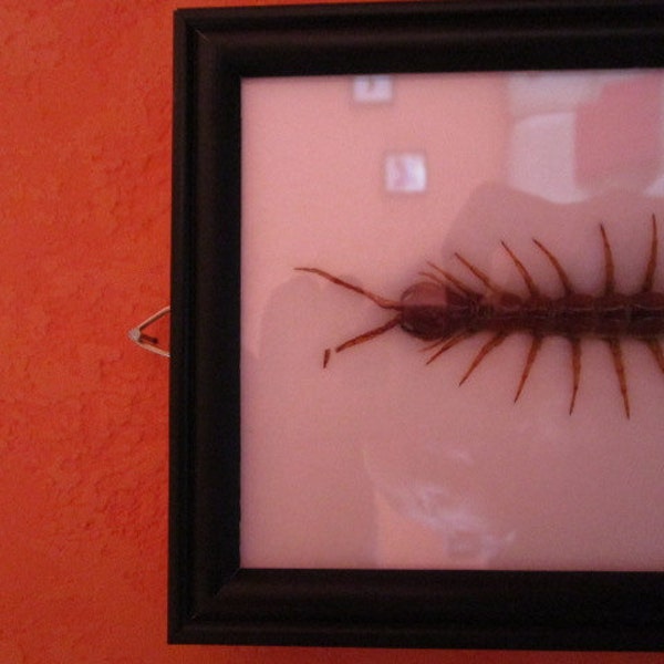 The GIANT Centipede (scolopendra Subspinipes) | Framed & Mounted ...