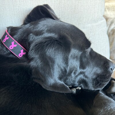 Labrador Retriever Dog Collars, Canoe Dog Collars, Wilderness Dog ...