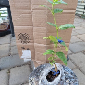 CALOTROPIS GIGANTEA Giant / Madar/ Milkweed Tree Plant - Etsy