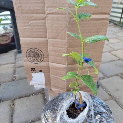 CALOTROPIS GIGANTEA Giant / Madar/ Milkweed Tree Plant - Etsy