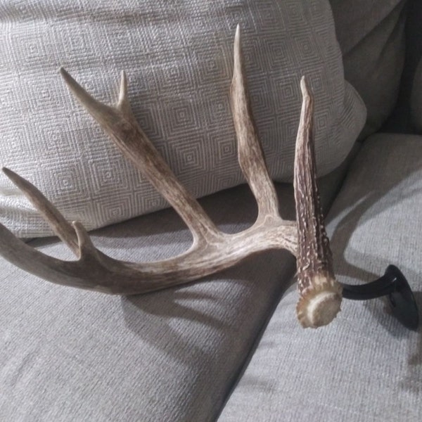 BEAUTIFUL Whitetail Deer Metalized European Mount. Gorgeous 9pt Buck ...