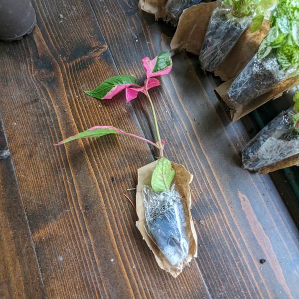 6 for 30.00 Bundle Tropical Color Mix See Description. - Etsy