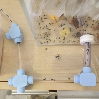 The Queen Drawer V2 Store Your Ants Neatly - Etsy