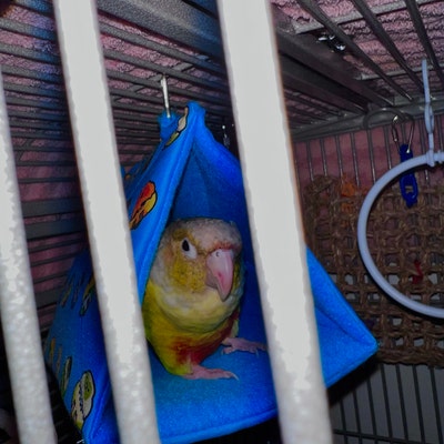 Sun Conure, Sun Conure Gift, Pillow, Cushion, Plush, Sun Conure Parrot ...