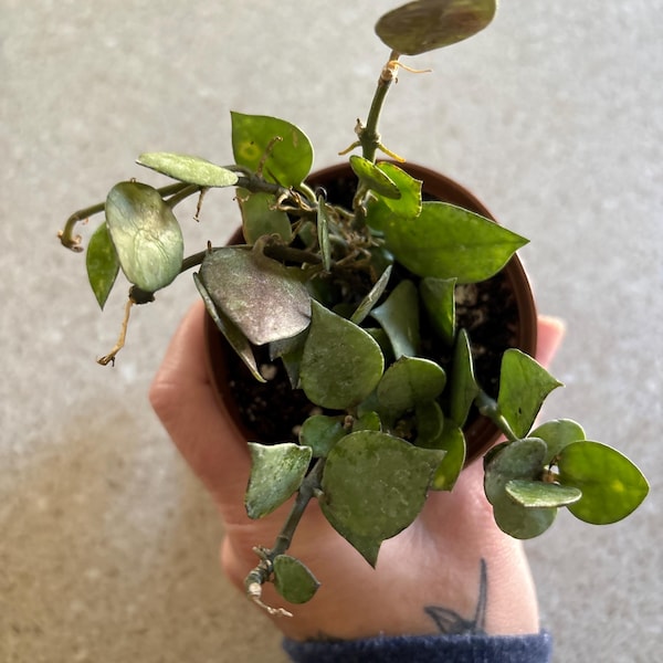 Hoya Cv. Chouke Full & Trailing Live Plant in 4 Hanging Basket - Etsy