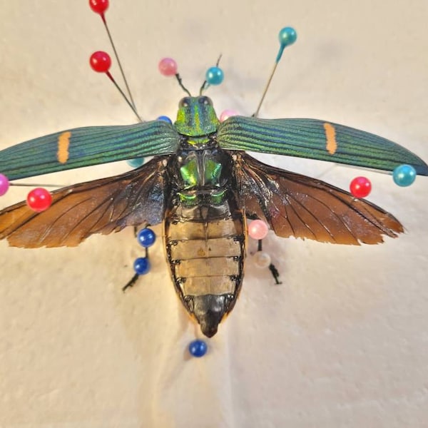 Beetle Mounting Kit for Beginners, With Real Beetles and Tools - Etsy