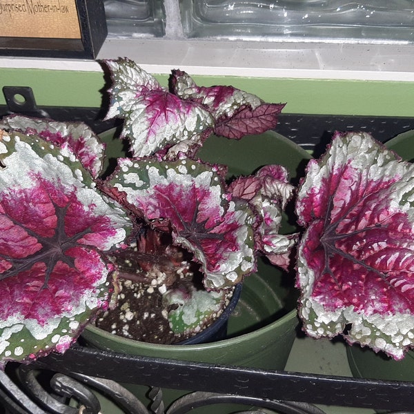 Rex Begonia 'raspberry Splash' BFF Exclusive - Etsy