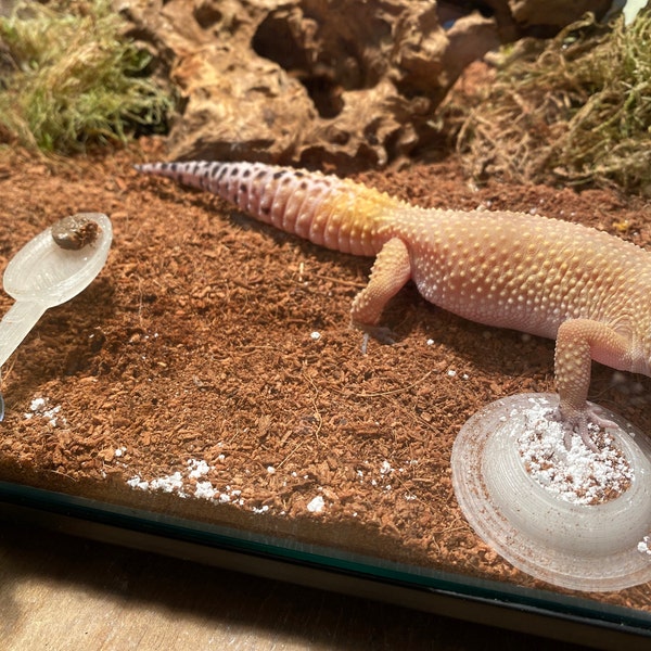 Stroodies Spoons for Crested Geckos (includes Suction Cups) - Etsy