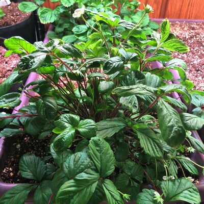 Seeds. Very Rare: PINK Kiwi Fruit Huge Producer 'pink - Etsy