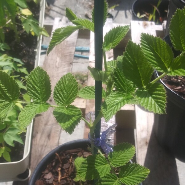 MYSORE RASPBERRY Tropical Fruiting Flowering Live Bush Plant Bears ...