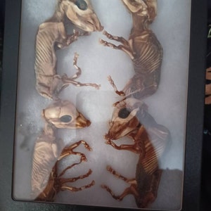 Four Mummified/preserved Fetal Piglets Displayed in Riker Box - Etsy