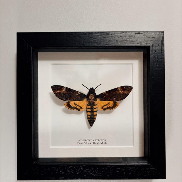 Filipino Atlas Moth Male & Female Pair in Box Frame (attacus Lemairei ...