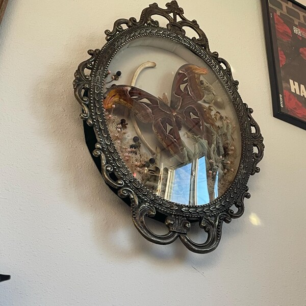 Butterfly Frame Preserved Asian Swallowtail Butterfly Taxidermy in an ...