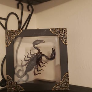 Scorpion Frame Taxedermy Black Wall Decor Gothic Artwork, Preserve ...
