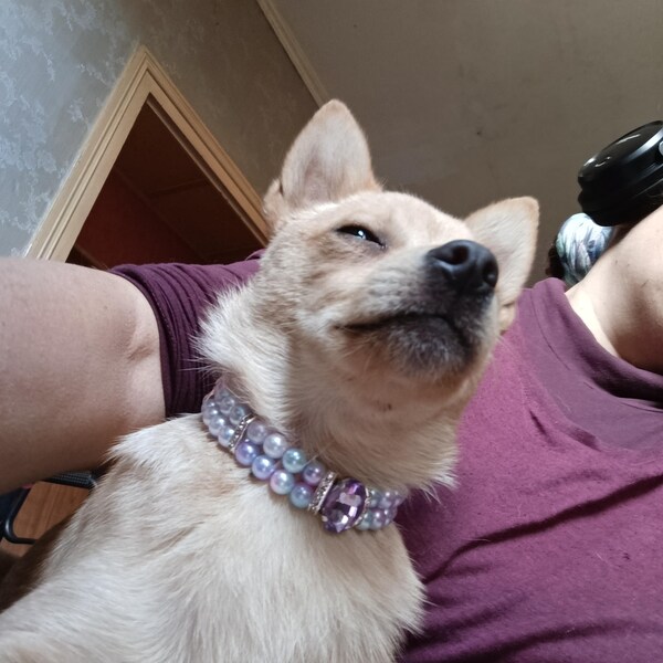 White Pearl Necklace for Dog and Cat With Heart Pearl Dog Collar Custom ...