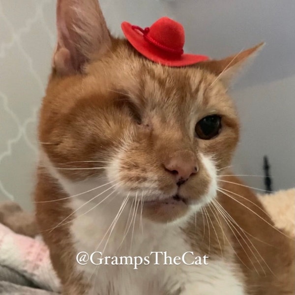 Mini-red Cowboy Cat Hat for Your Cat - Etsy