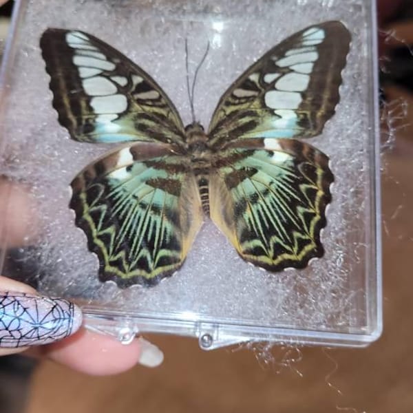 Echter Schmetterling, Pinned Butterfly Spread, Blue Butterfly Taxidermy ...