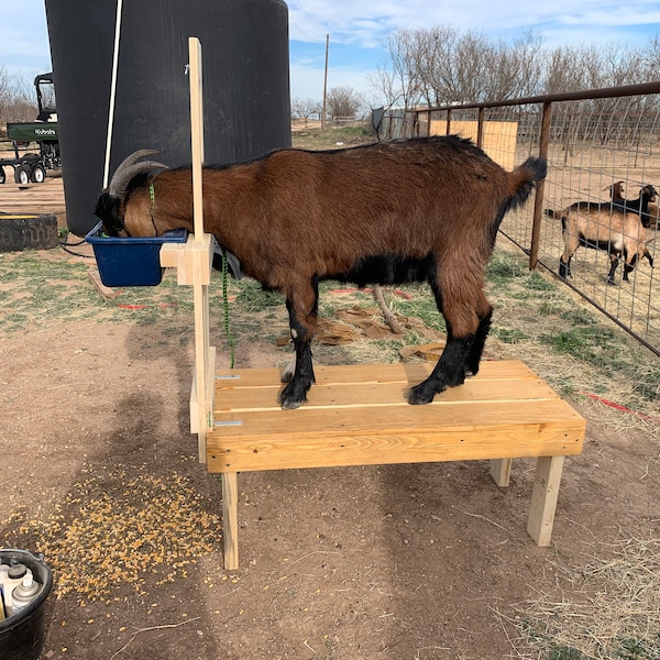 Handcrafted Large Goat Milking Stand - Durable & Eco-friendly Ideal for Nubian to Lamancha ...