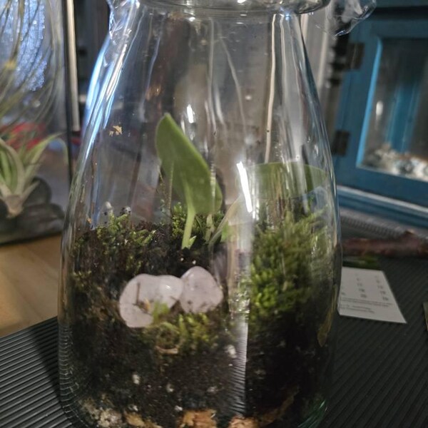 Build Your Own Terrarium Kit | Plant Gift Idea - Etsy