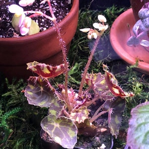 Rhizomatous Begonia 'tiger Kitten' - Etsy