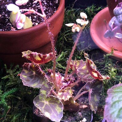 Rhizomatous Begonia 'tiger Kitten' - Etsy