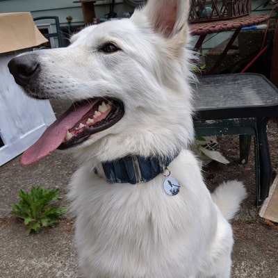 Pet ID Tag Crow Photo - Etsy