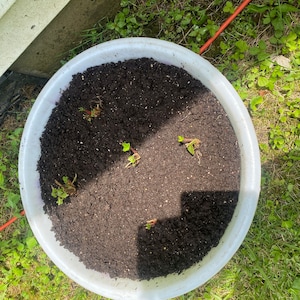 5 Heritage Everbearing Red Raspberry Plants 5 Large 1 Year - Etsy