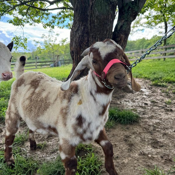 GOAT HALTER | "t3" (two-toned Tab Halter) - Etsy