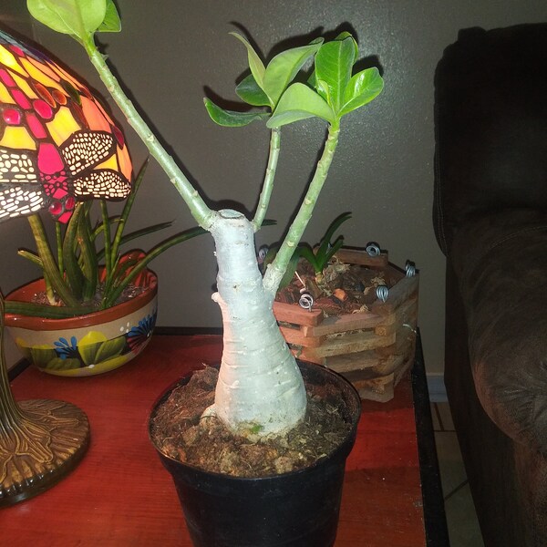 Single Bloom Desert Rose Succulent Live Plant, 5" Pot, Pink - Etsy