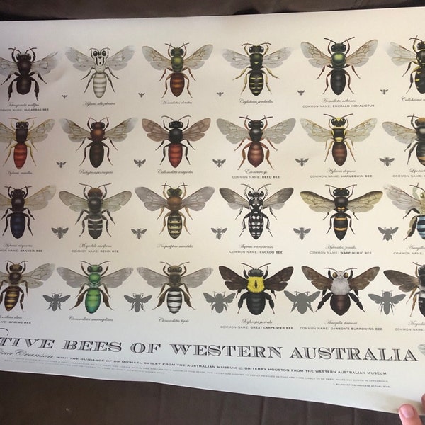 Native Bees of Queensland Poster third Edition - Etsy Australia
