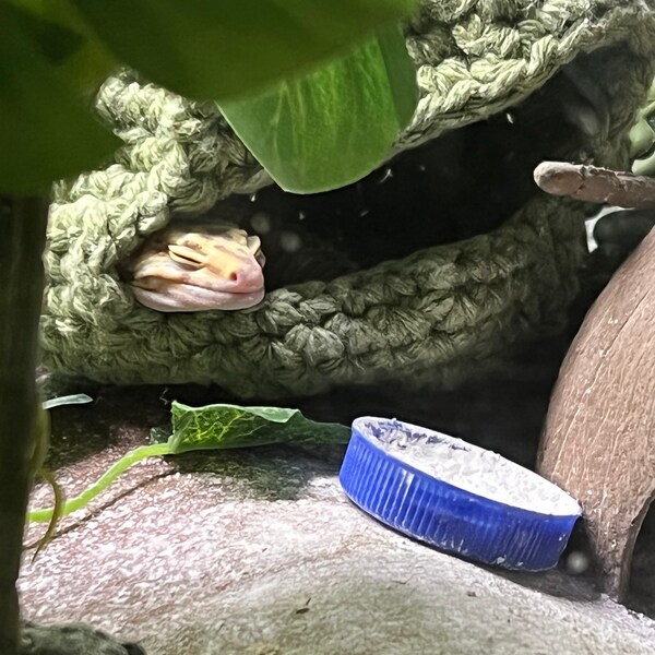 Crochet Pattern Leopard Gecko Hide, Succulent Crochet Pet Cave, Pdf ...