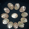 Imperfect Bulk Abalone Shells Bulk Abalone Shells Seashell Supply Beach ...