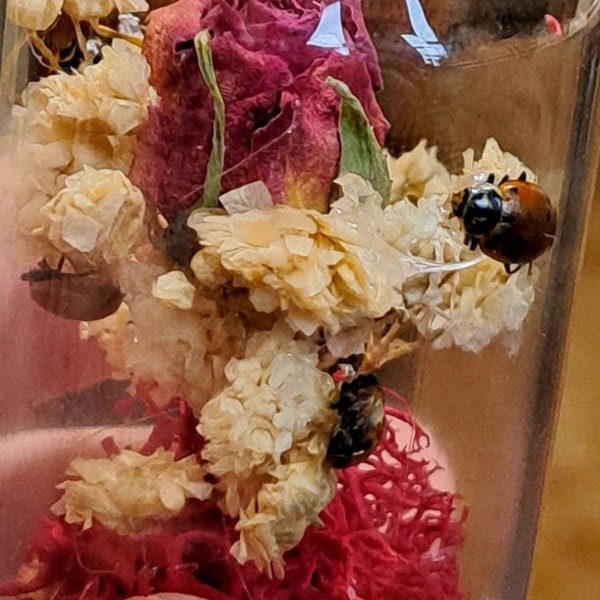 Coccinellidae Ladybug Display in Cloche Bottle. Stunning Home Decor ...