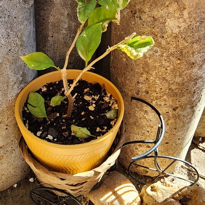 Athens Blue Princess Glory Bush Planttibouchina Urvilleanasmall Starter ...