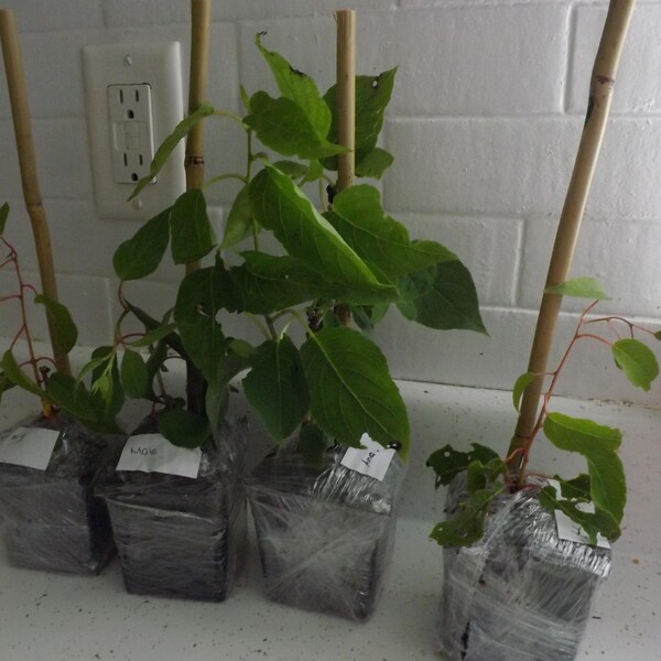 3 Musa ‘poquito’ Banana Tree/ Banana Tree in 4 Inch Cups (one Plant per ...