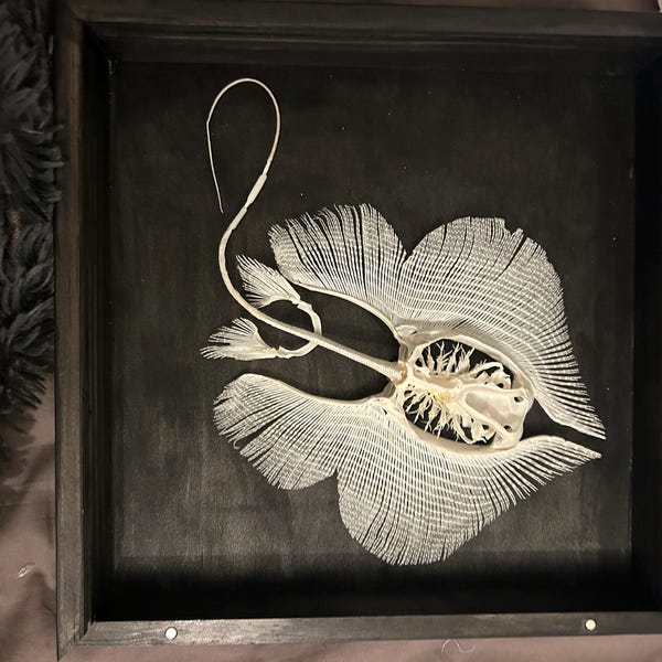 Real Pufferfish Skeleton, Fish Taxidermy, Porcupine Fish - Etsy