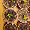 Cancer Bush Seeds sutherlandia Frutescens Packet of 10 Seeds - Etsy