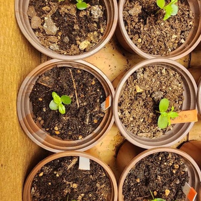 Che Tree Seeds cudrania Tricuspidata Packet of 5 Seeds Palm Beach Seed ...